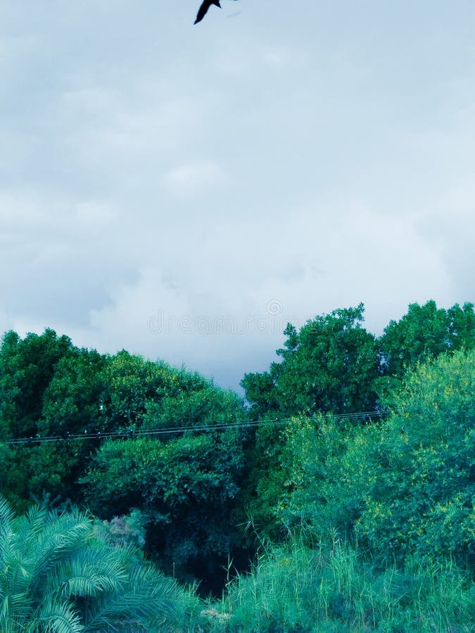 Beautiful Green Tree with Cloud Stock Image - Image of nature, leaf ...