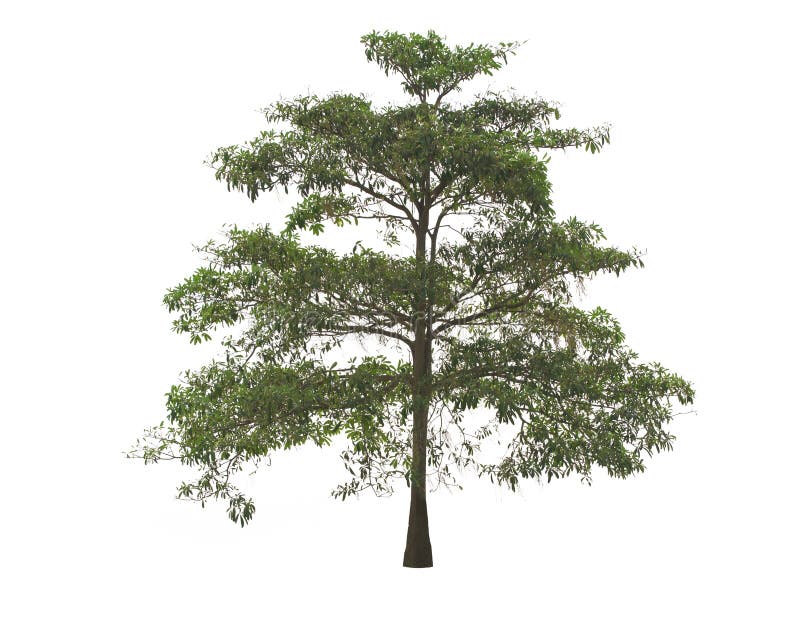 Beautiful Green Tree, Devil Tree, on White Background. Stock Photo ...