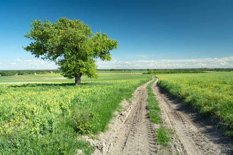 Beautiful Green Tree by Dirt Road and Blue Sky Stock Image - Image of ...