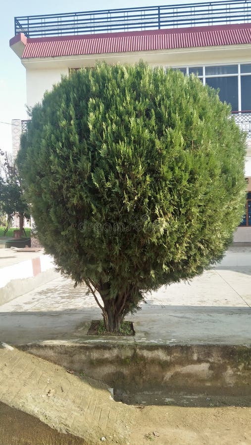 Beautiful Green Tree Egg Shaped Tree Stock Photo - Image of green ...