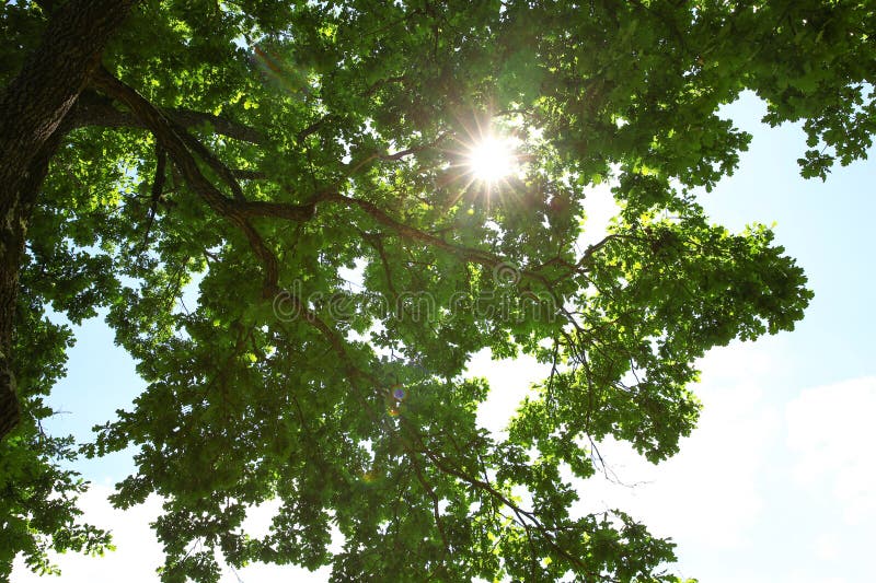 Beautiful Green Tree in Forest, Bottom View Stock Image - Image of ...