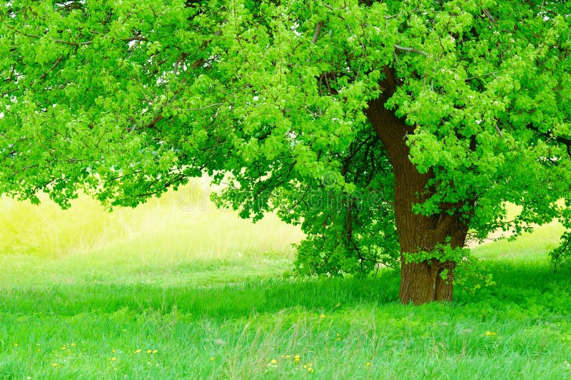 Beautiful Green Tree with Fresh Leaves and Grass Stock Image - Image of ... Beautiful Green Tree with Fresh Leaves and Grass Stock Image - Image of ...