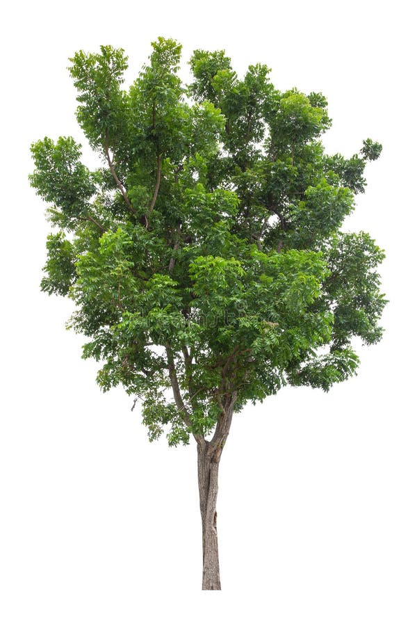 Beautiful Green Tree Isolated on White Background Stock Photo - Image ...
