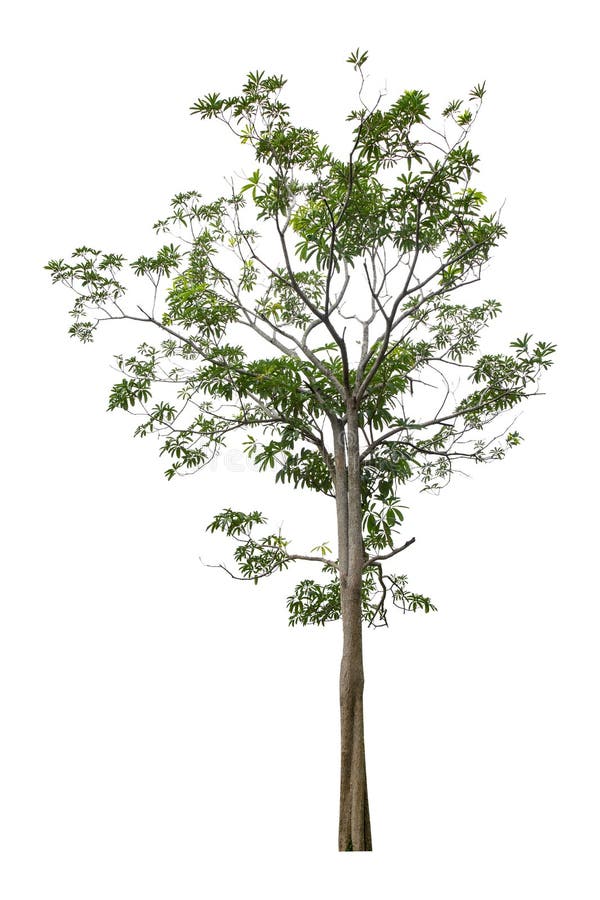 Beautiful Green Tree Isolated on White Background Stock Photo - Image ...