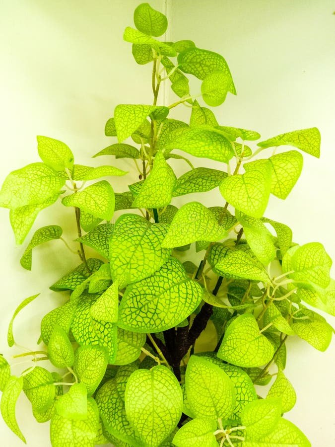 Beautiful Green Tree with Leaf Stock Image - Image of garden, bloom ...