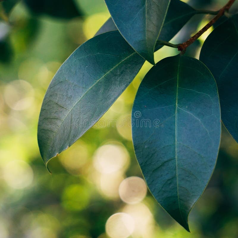 The Beautiful Green Tree Leaf Stock Photo - Image of vector, wallpaper ...