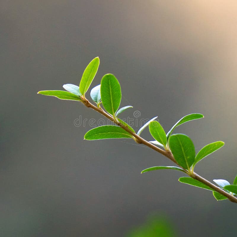 The Beautiful Green Tree Leaf Stock Image - Image of editorial, leaf ...