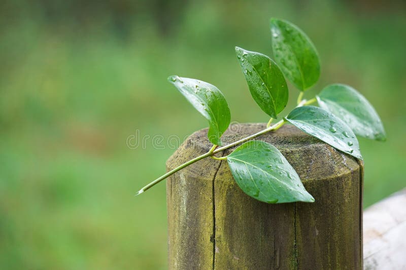 The Beautiful Green Tree Leaf Stock Photo - Image of abstract, outdoors ...