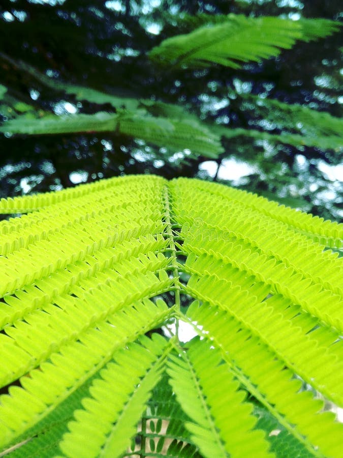Beautiful Green Tree Leaf Wallpaper Stock Photo - Image of green, tree ...