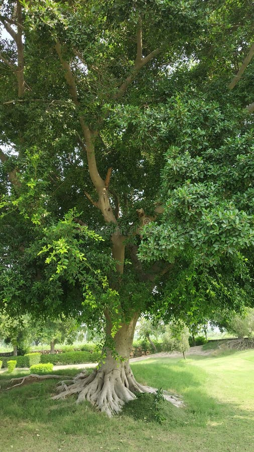 A Beautiful Green Tree with Long Stem. Stock Image - Image of design ...