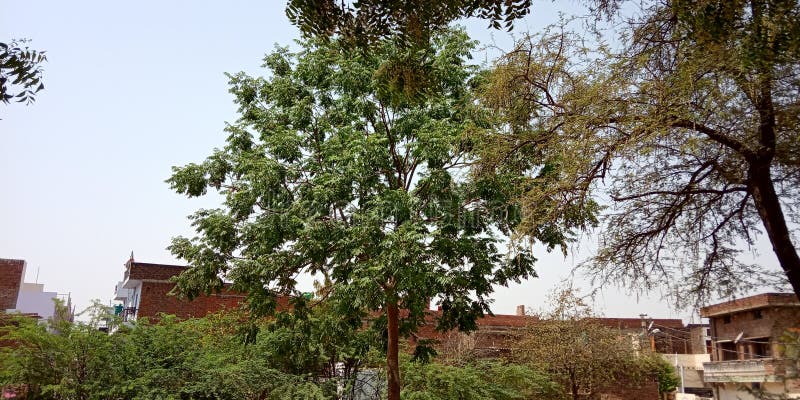 A Beautiful Green Tree Neem Stock Image - Image of green, garden: 144721689