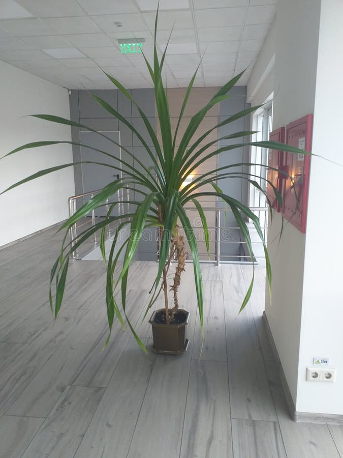 A Beautiful Green Tree in the Original Office Stock Photo - Image of ...