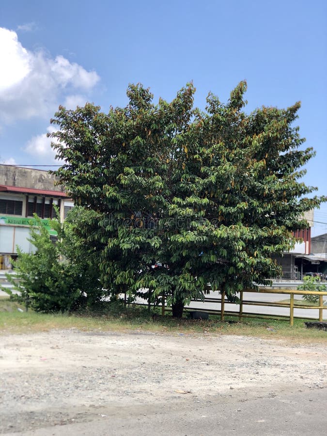 Green Tree stock image. Image of planting, malaysia - 193084531