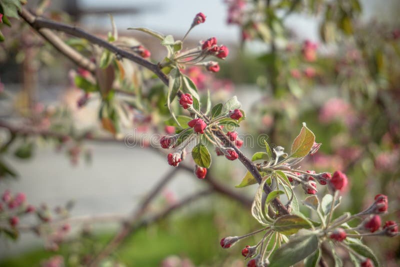 Beautiful Green Tree with Red Flowers on a Background of the River and ...