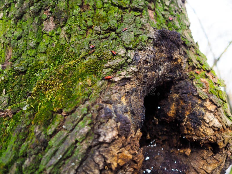 Beautiful Green Tree with Some Insects Stock Photo - Image of isolated ...