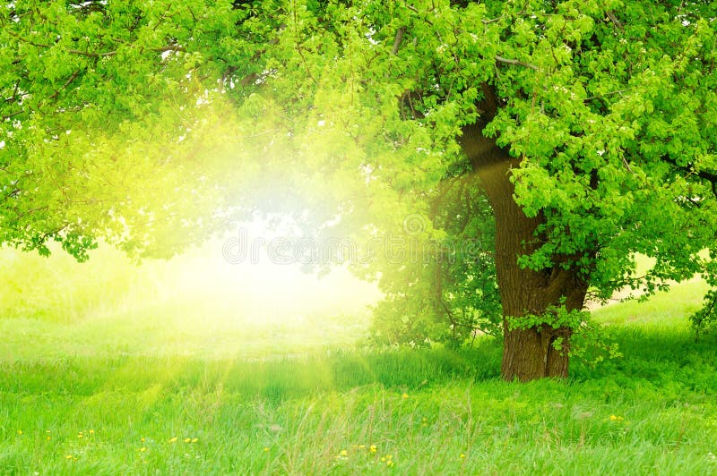 Beautiful Green Tree with Sun Stock Photo - Image of rural, nature ...