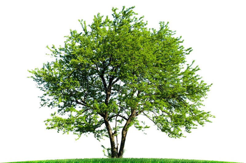 Beautiful Green Tree on White Background Stock Photo - Image of ...
