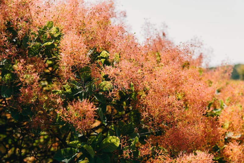 Beautiful Green Trees with Fluffy Pinky Flowers Stock Image - Image of ...