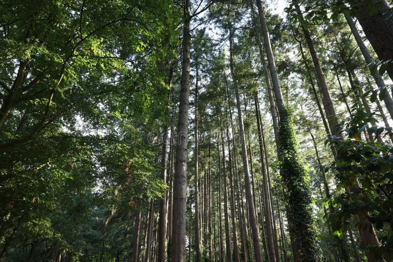 Beautiful Green Trees in Forest, Low Angle View Stock Photo - Image of ...