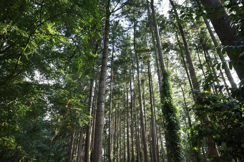 Beautiful Green Trees in Forest, Low Angle View Stock Image - Image of ...
