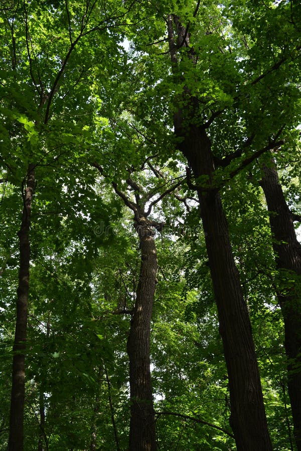 Beautiful Green Trees in the Forest. Nature in Summer Stock Image ...