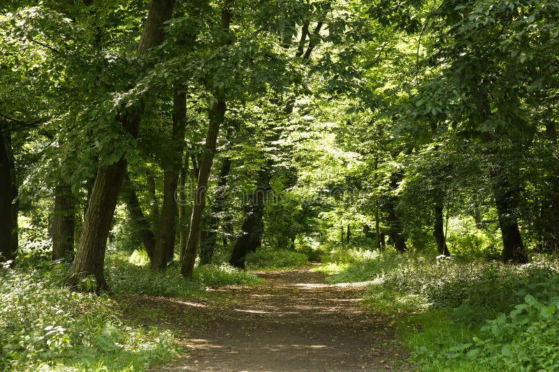 Beautiful Green Trees and Pathway in Forest Stock Photo - Image of ...