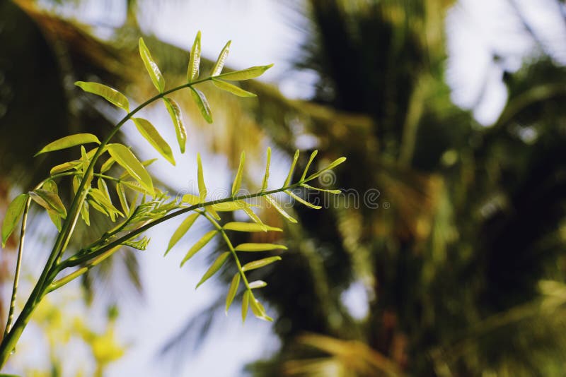 Beautiful Green Treetop in Nature. Stock Image - Image of bright ...