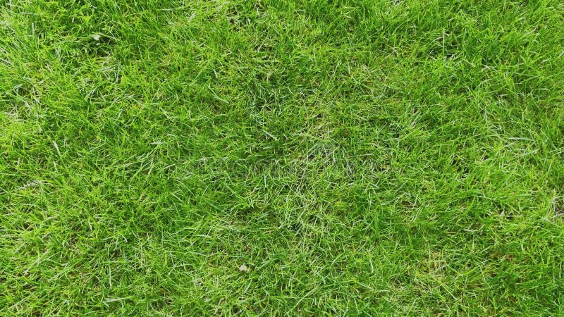 Beautiful Green Trimmed Grass Lawn, Top View Stock Video - Video of ...