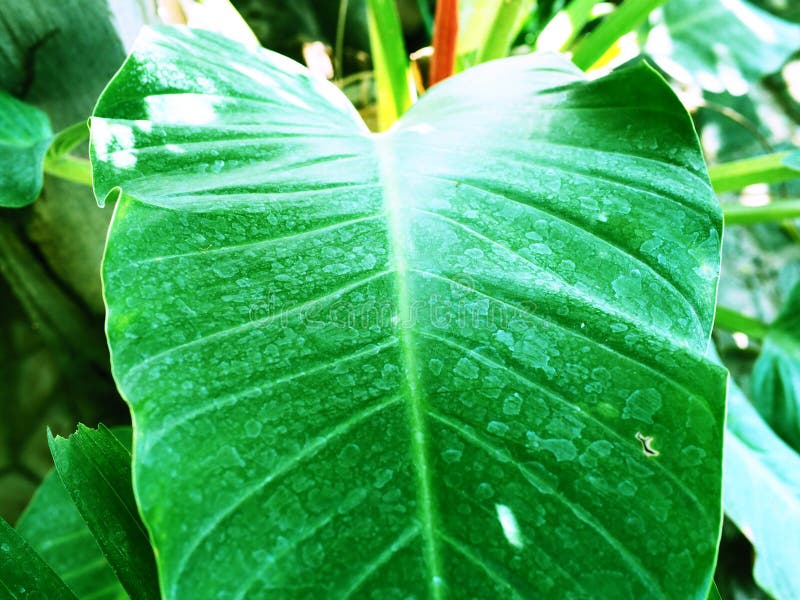 Beautiful of Green Tropical Leaves Stock Image - Image of leaf, branch ...