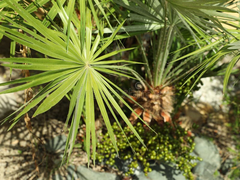 Beautiful Green Tropical Plants Growing in Garden Stock Image - Image ...