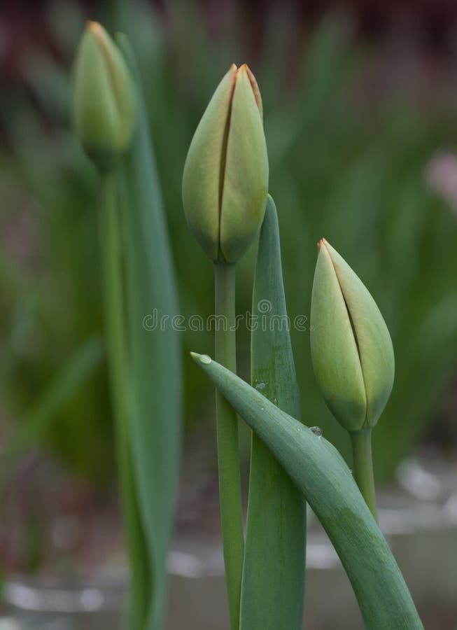 A Beautiful Green Tulip Flower Stock Photo - Image of vertical, beauty ...