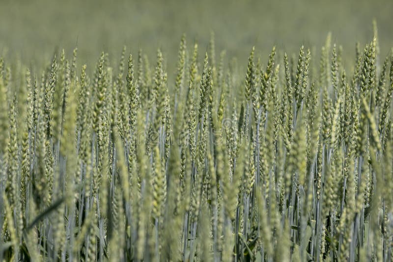 Beautiful Green Unripe Rye Cereals in the Summer Stock Photo - Image of ...
