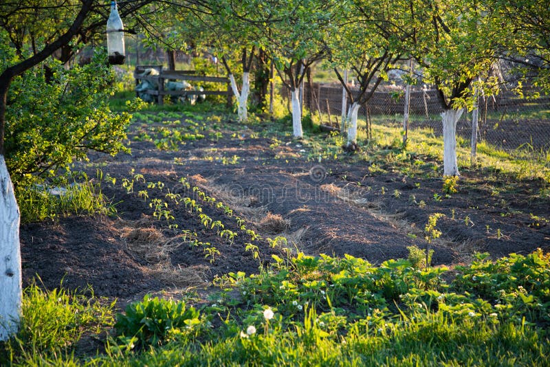 Beautiful Green Vegetable Garden in Early Spring Stock Image - Image of ...