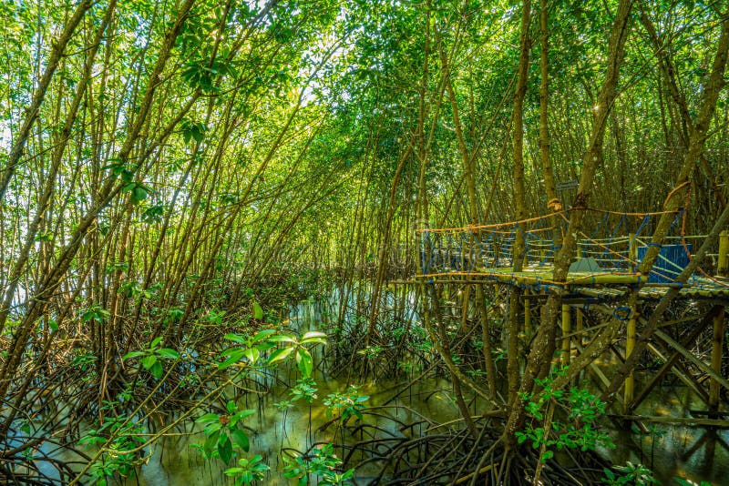 Mangroves forest stock image. Image of view, mangrove - 239456461