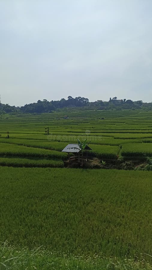 Beautiful Green View from the Train Window Stock Photo - Image of ...