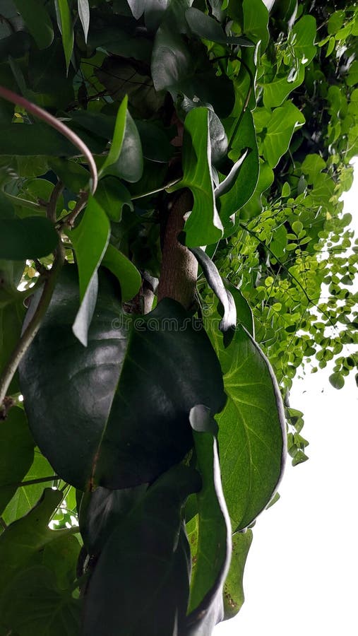 Beautiful Green Vines stock photo. Image of shrub, flower - 265317448