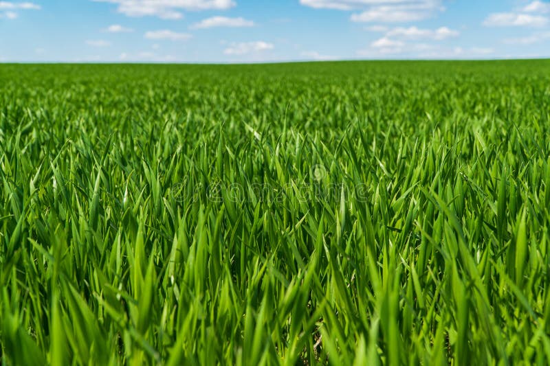 Beautiful Green Wheat Field. Agricultural Scene Stock Photo - Image of ...