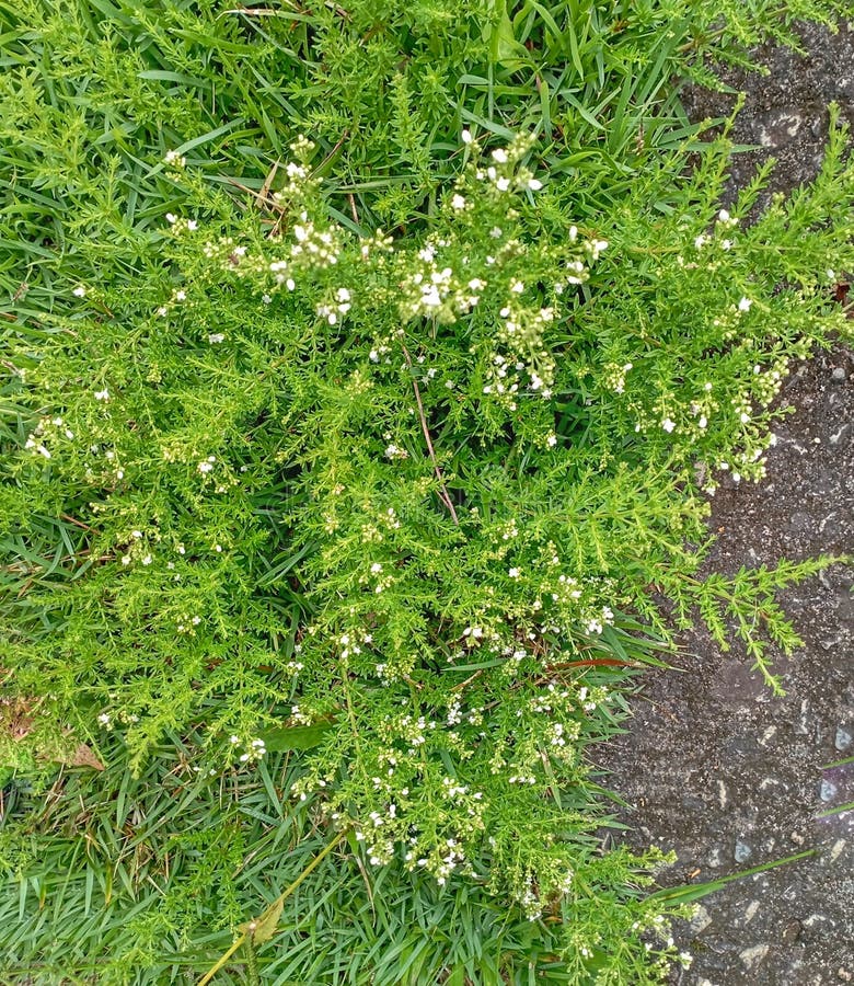 Beautiful Green and White Bush Stock Photo - Image of nature, botany ...