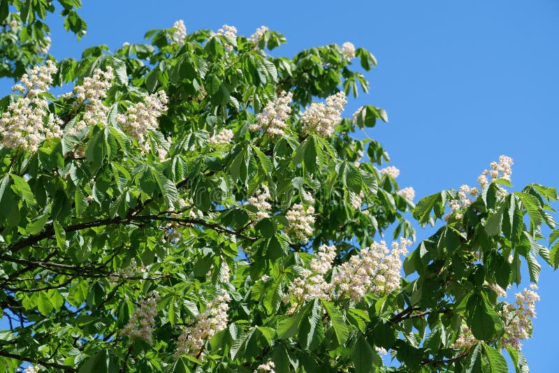 Beautiful Green and White Chestnut Tree Stock Photo - Image of ...