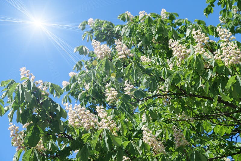 Beautiful Green and White Chestnut Tree Stock Image - Image of ...