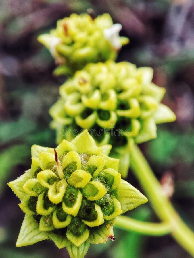 Beautiful Green Wild Flowers at the Beach Stock Photo - Image of wild ...