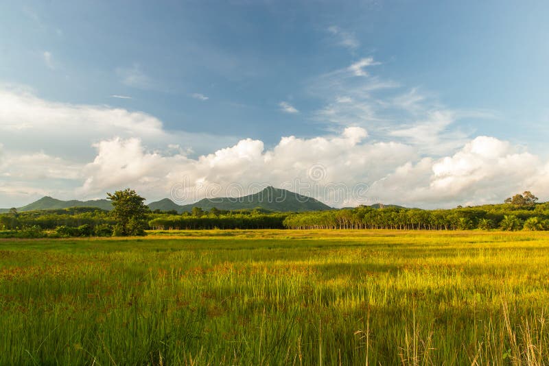 Beautiful of Green and Yellow Grass Stock Photo - Image of tree, summer ...