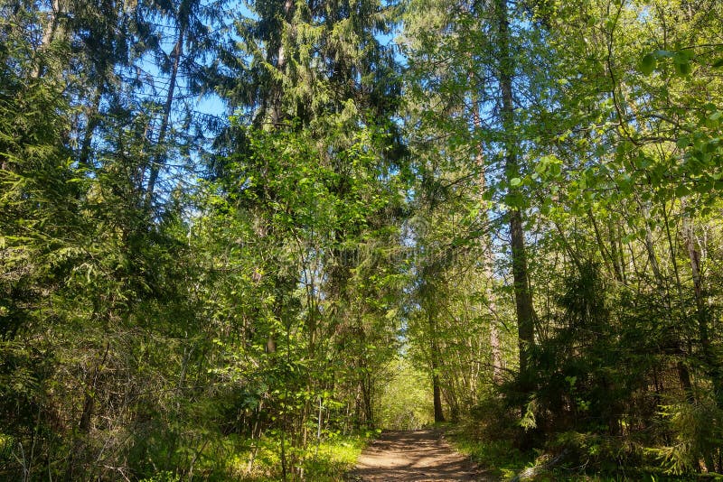 Beautiful Green Young Forest with Clean Air Stock Image - Image of blue ...