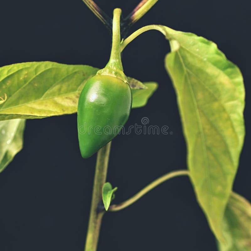 Beautiful Green Young Hot Pepper Stock Photo - Image of healthy ...