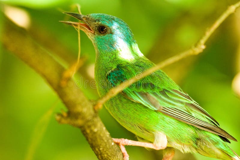 Beautiful Green bird stock image. Image of birdlife, people - 29881475