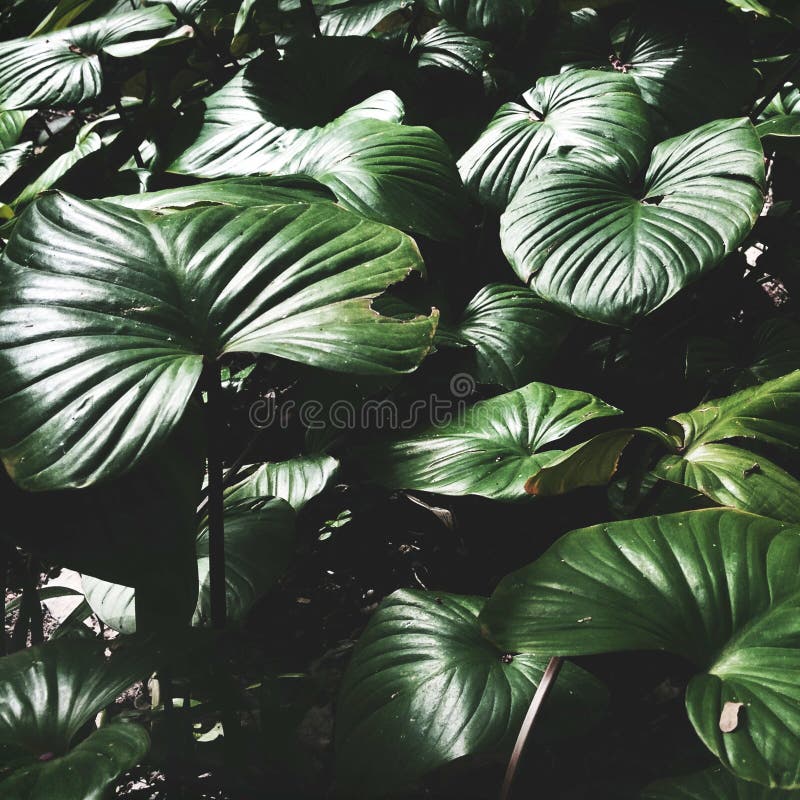 A Beautiful Greenery in a Rural India Stock Photo - Image of rocks ...