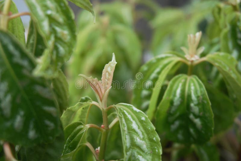 Beautiful Greenery Landscape by Mountain Stock Photo - Image of morning ...