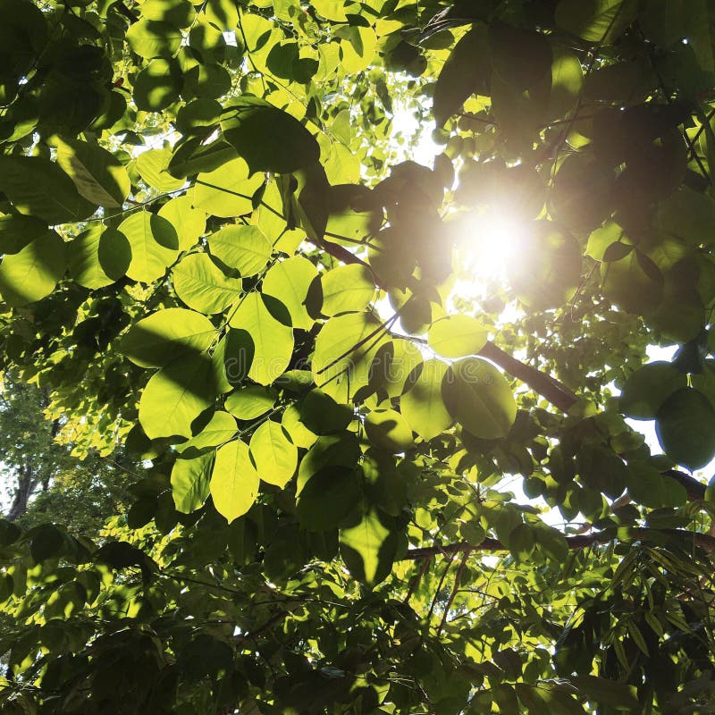 A Beautiful Greenery in a Rural India Stock Photo - Image of rocks ...