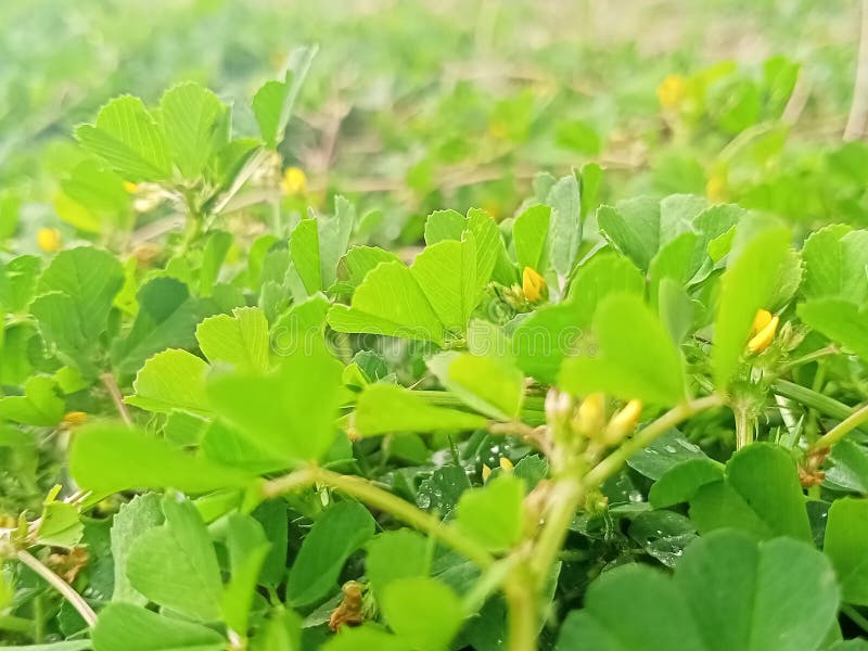 Beautiful Greenery and Leaf Stock Image - Image of food, shrub: 184072923