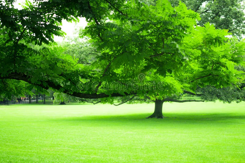 Summer Tree and Green Grass Stock Image - Image of summer, nature ...